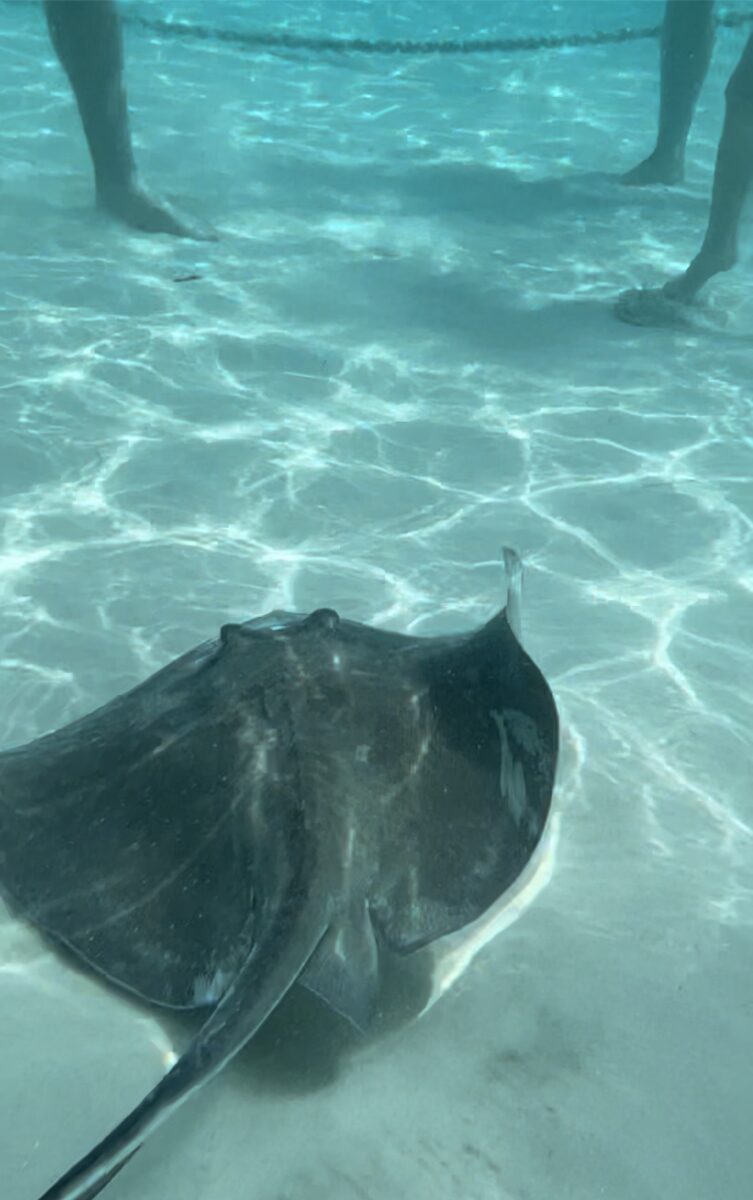 Swimming With Stingrays in Grand Cayman - Always Up For An Adventure